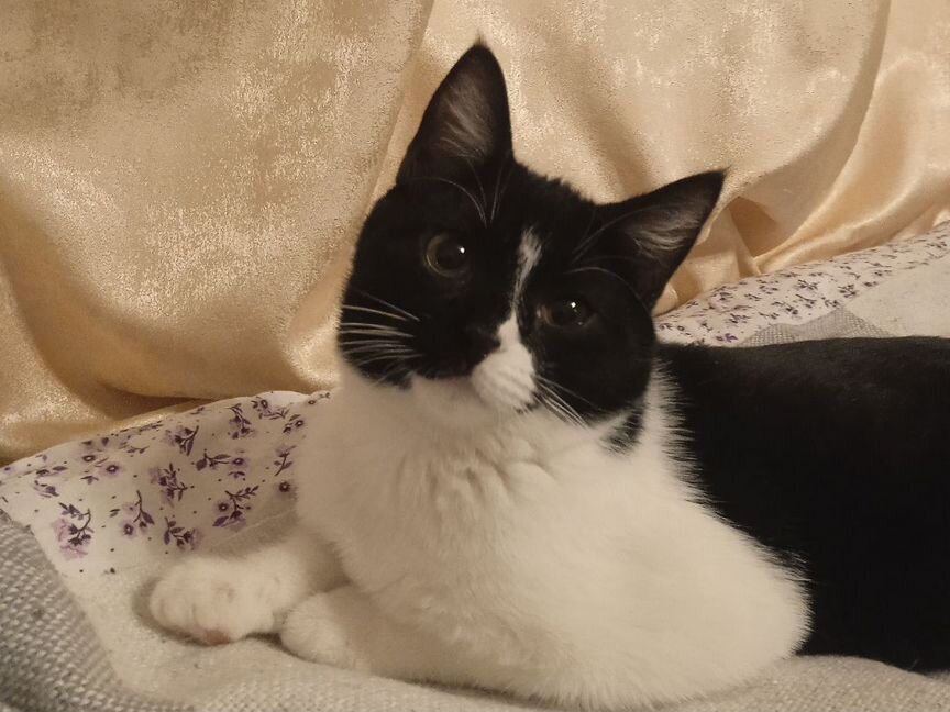 Котёнок в добрые руки