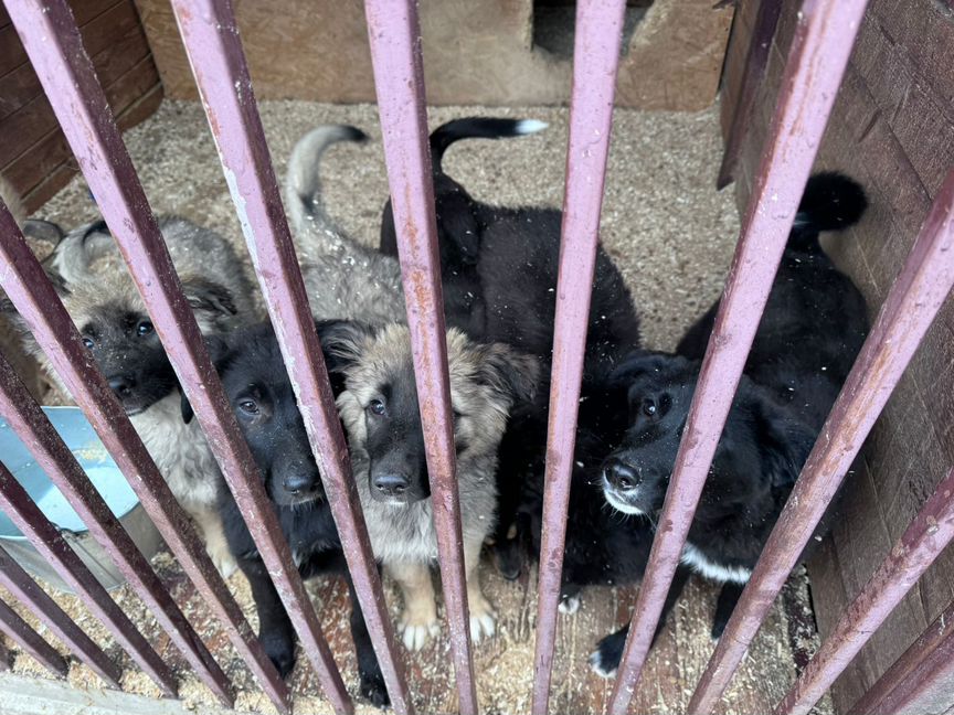 Куча мала. Щенки из приюта Некрасовка. В дар