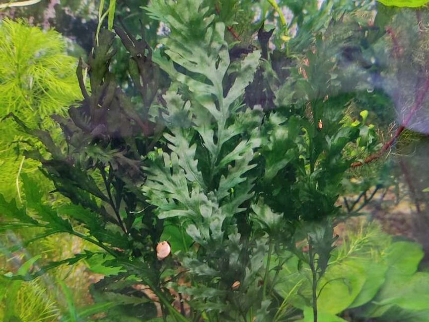 Папоротник болбитис