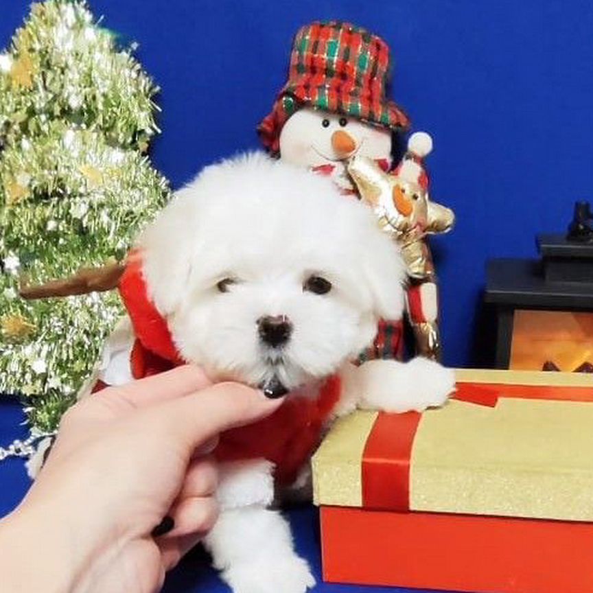 Щенки мальтезе миниатюрный мальчик