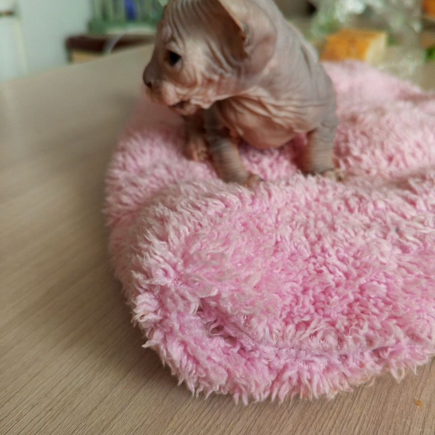 Кошечка канадский сфинкс