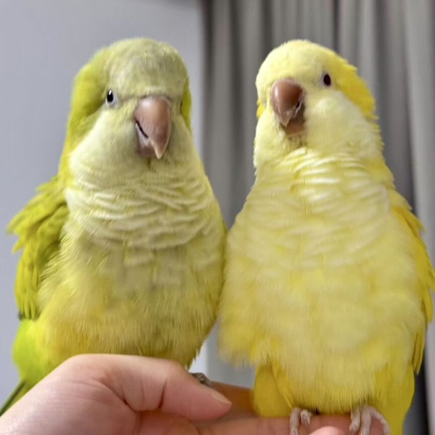 Попугай монах или квакер птенцы