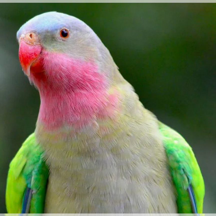 Роскошный попугай Александры