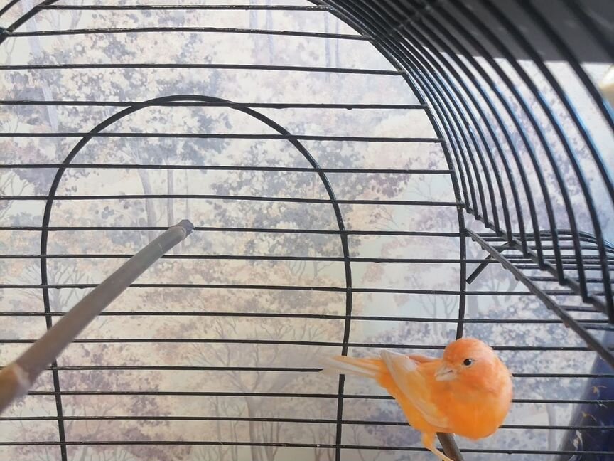 Кенарь и канарейка