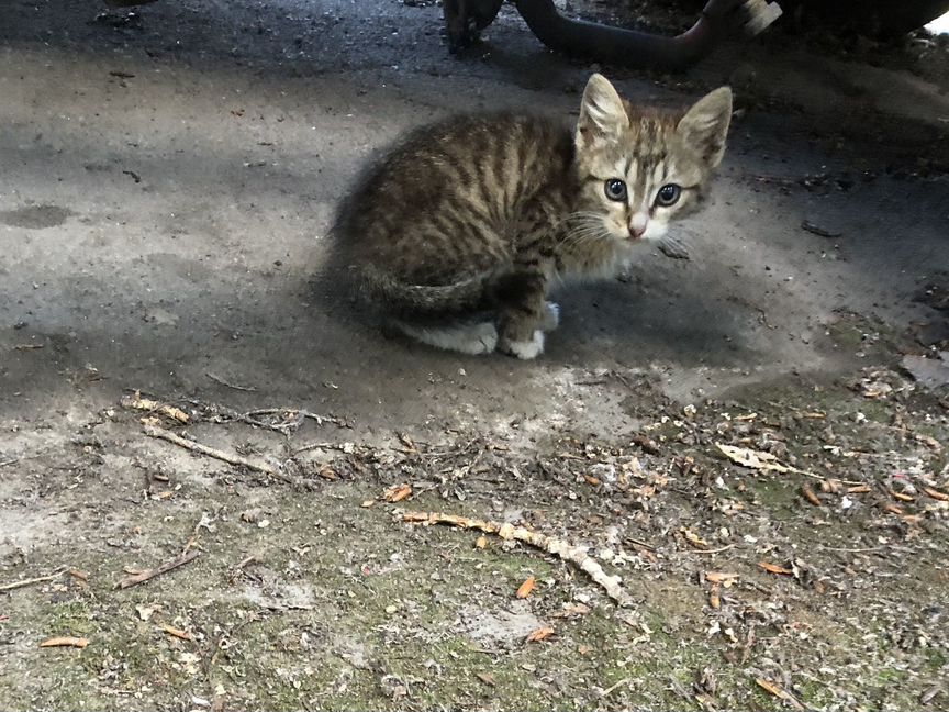 Котенок. Дикенький, но красивый. Готова выловить