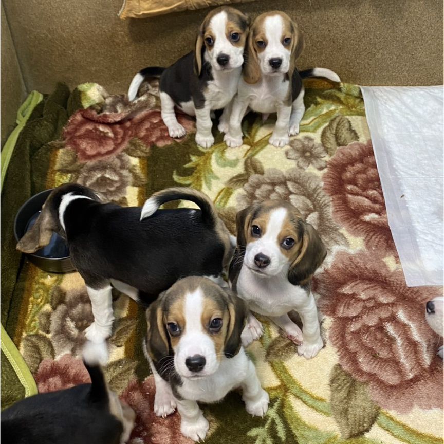 Бигль, щенок