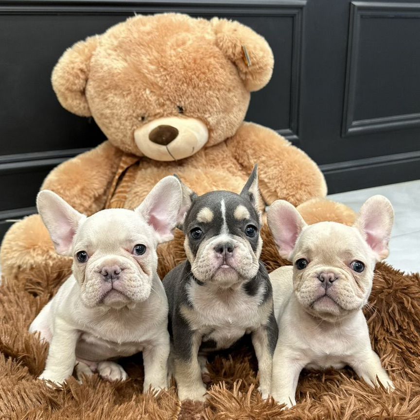 Французский бульдог, щенок