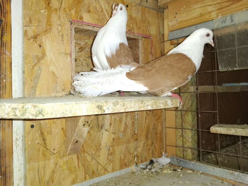 Продажа голубей