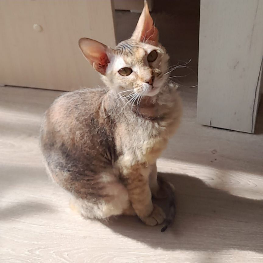 Сфинкс девочка