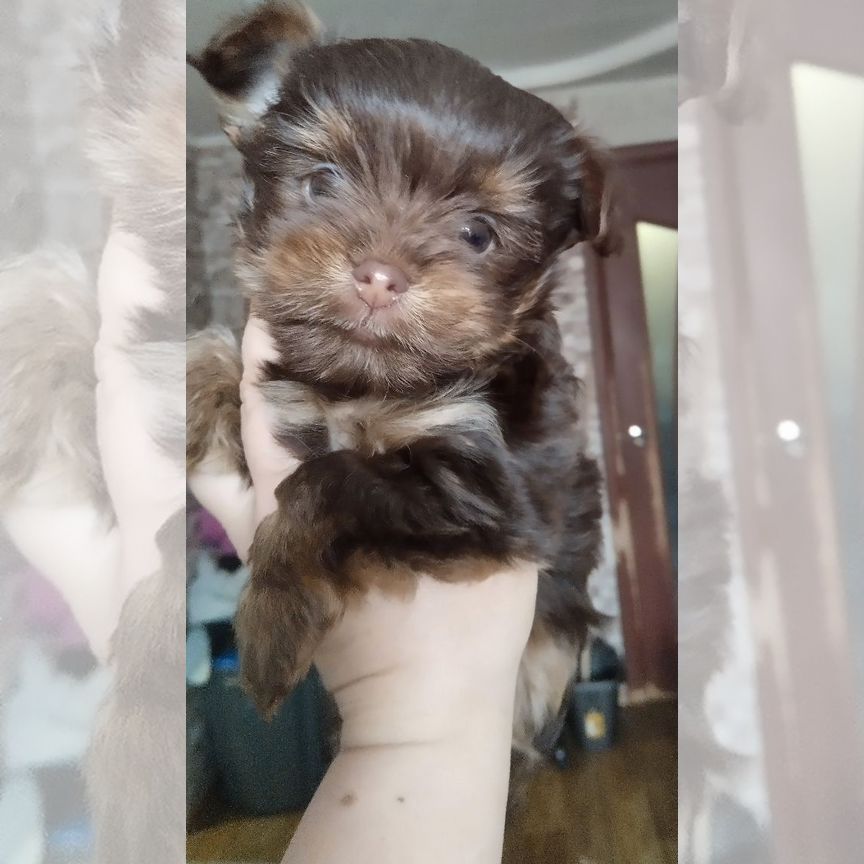 Йоркширский терьер, щенок