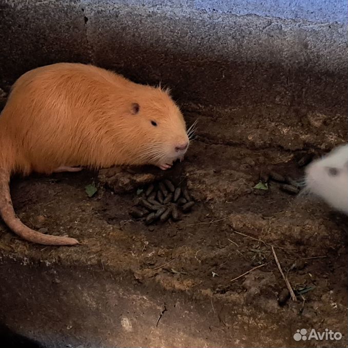 Нутрии и кролики