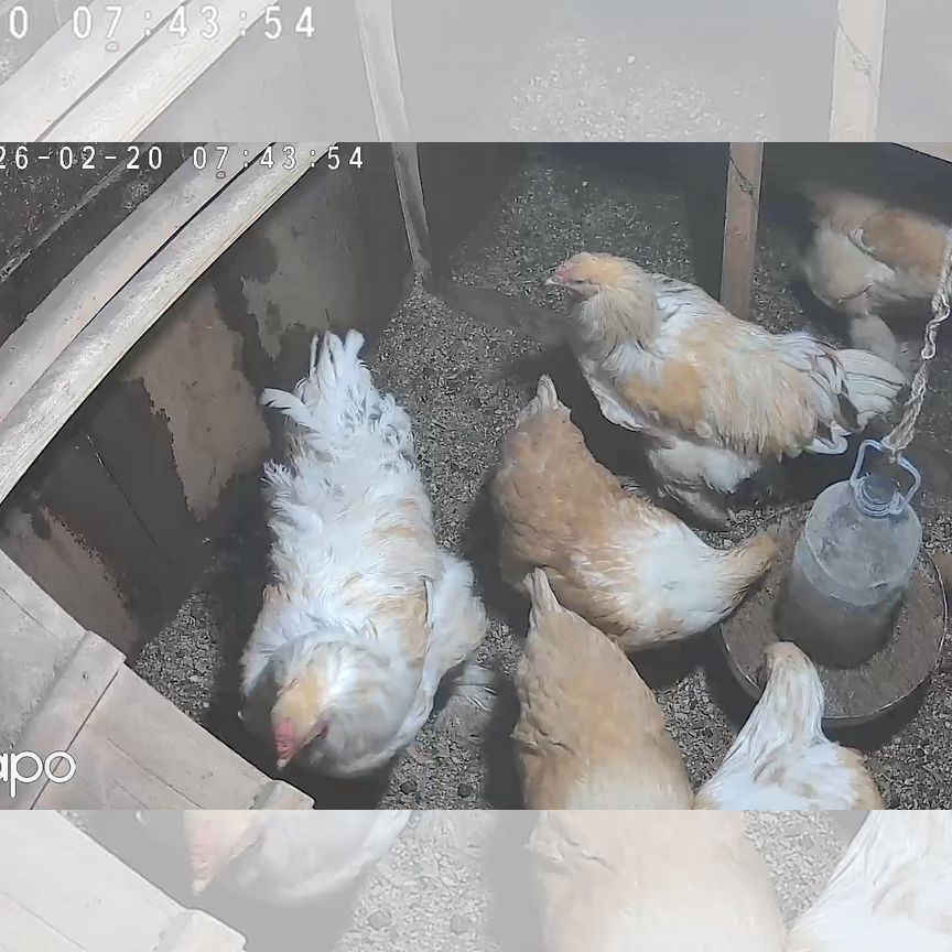 Куры брама лимон