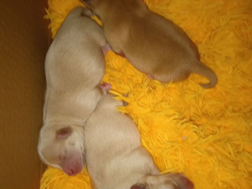 Щенки чихуахуа