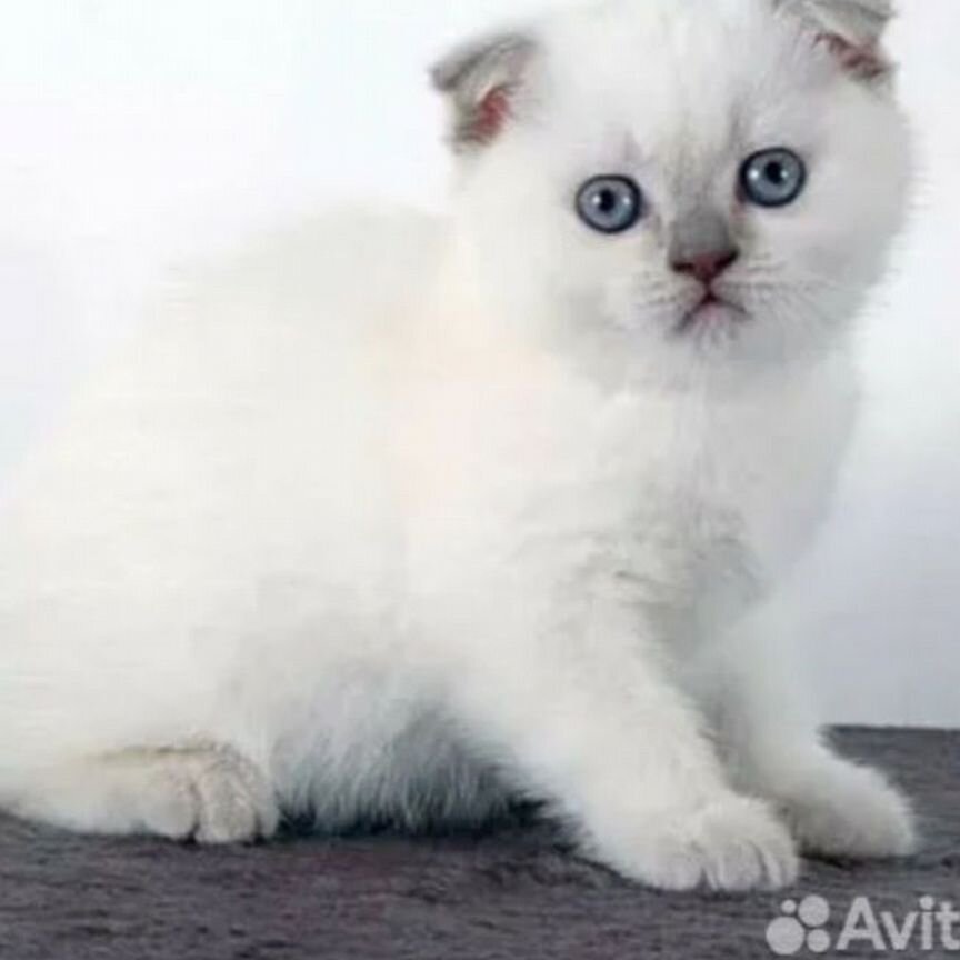 Шотландская