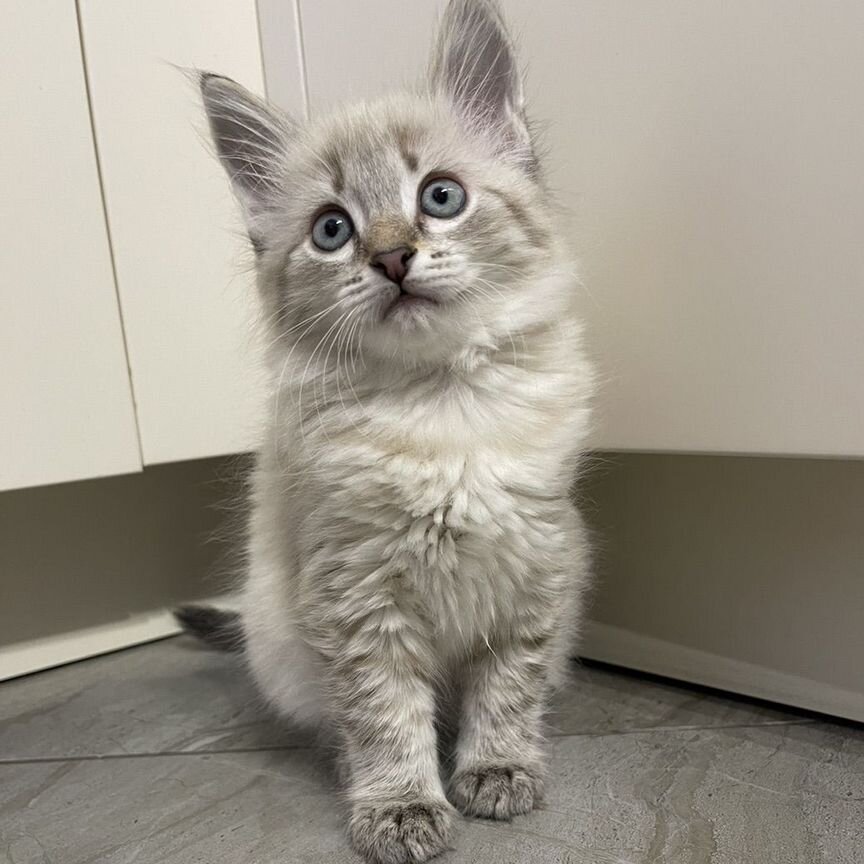 Невская маскарадная кошечка