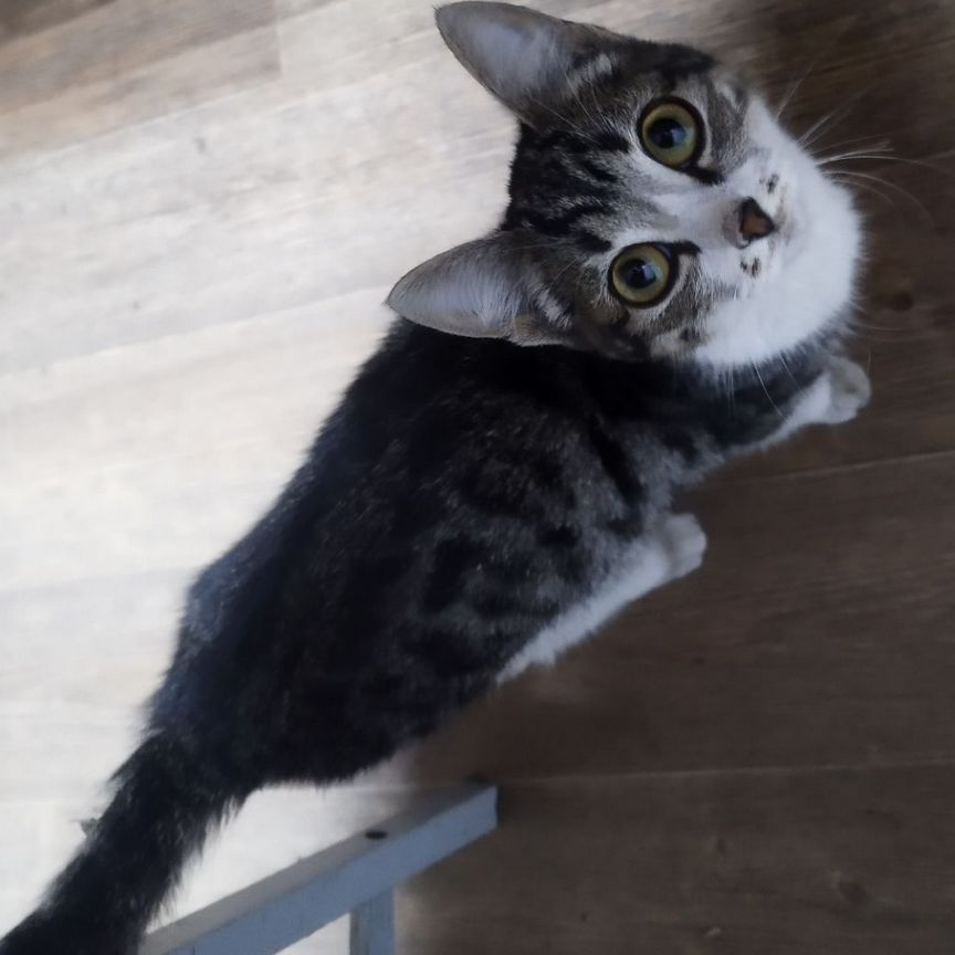 Кошка