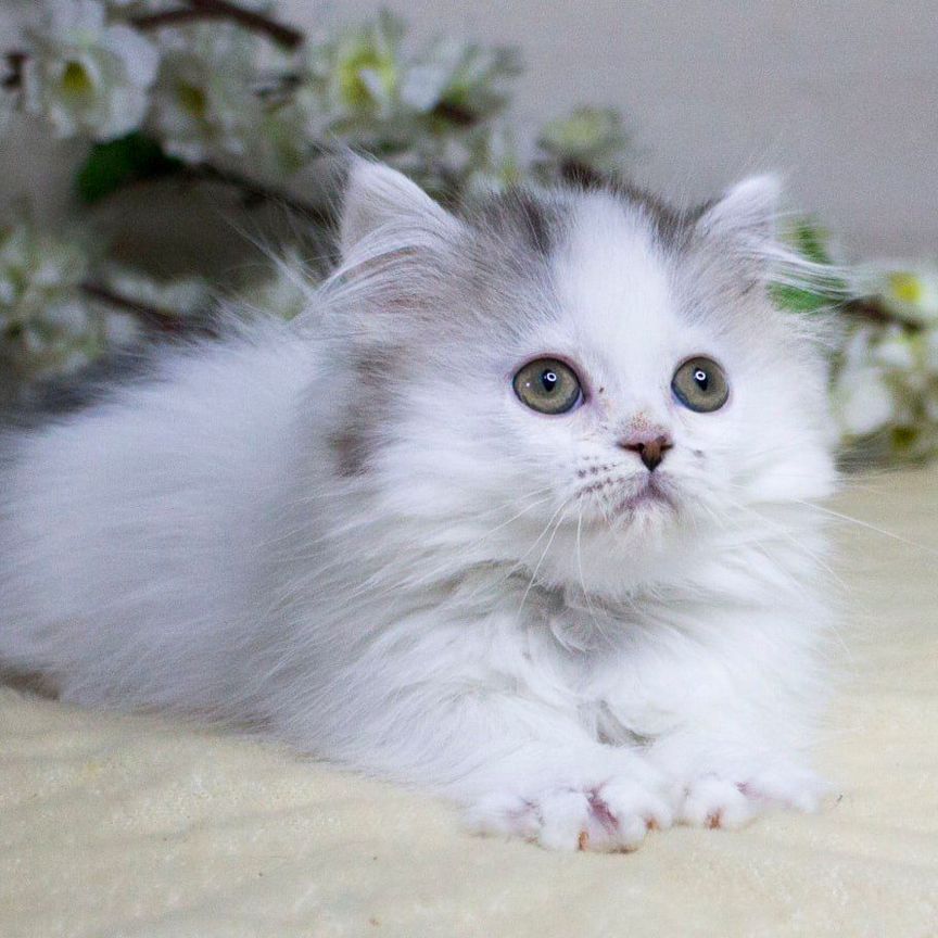 Котята манчкин