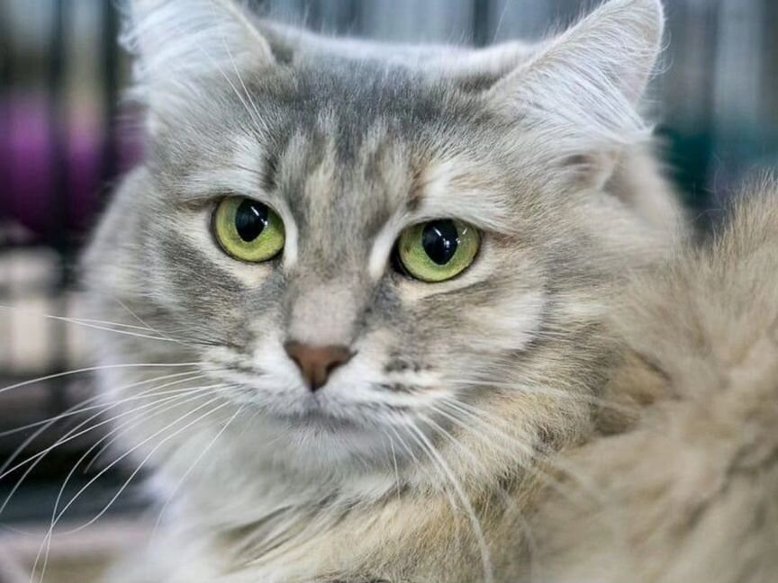 Зеленоглазая Малышка грустит в приюте