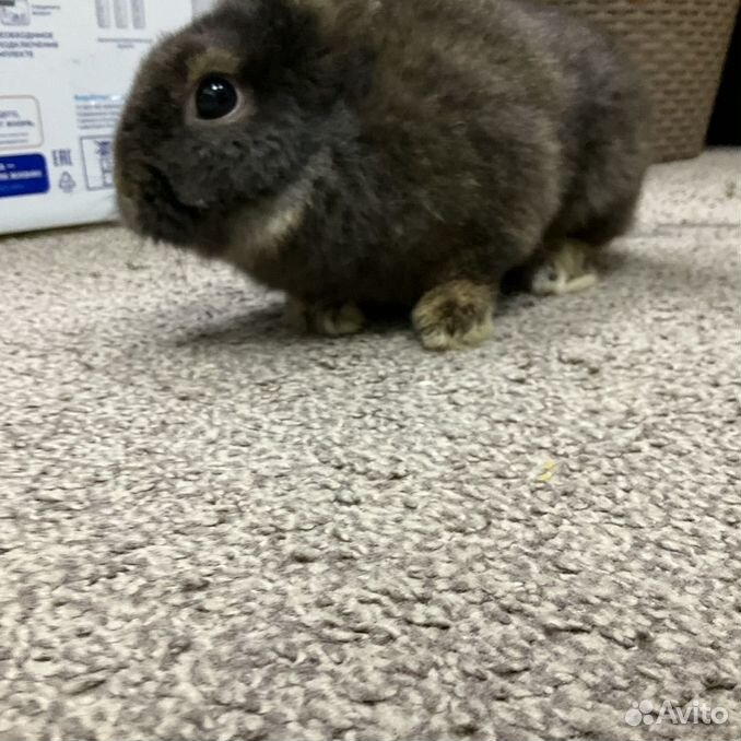 2 Кролики бесплатно