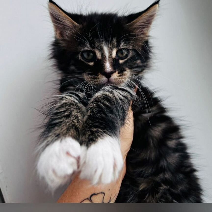 Мейн-кун котёнок