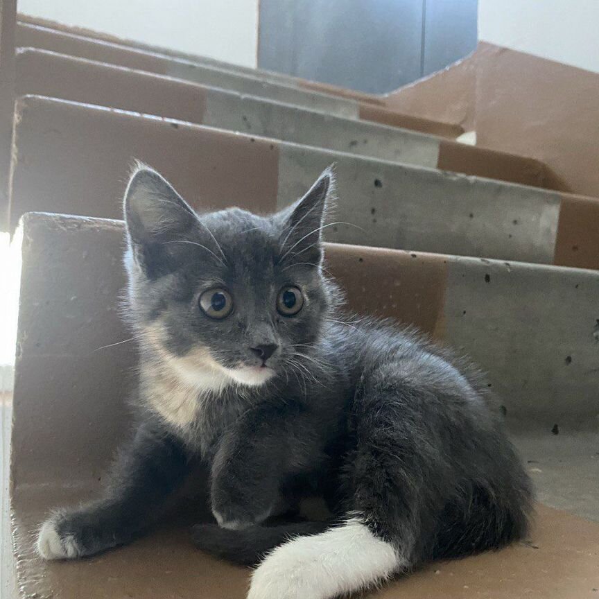 Котенок