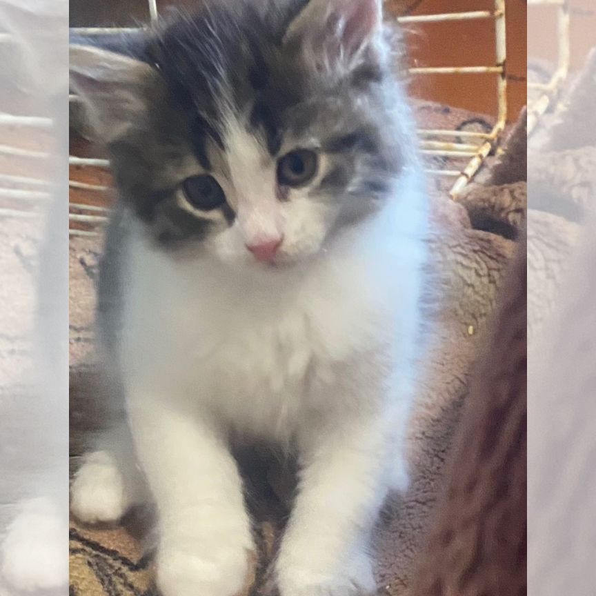 Котёнок в добрые руки