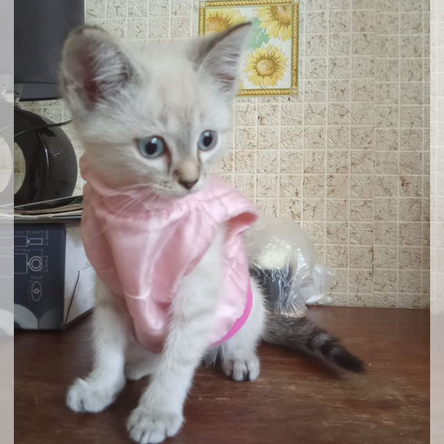 Отдам котенка в добрые руки