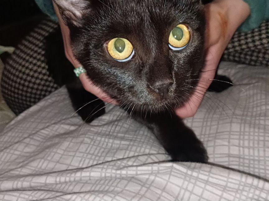 Кот