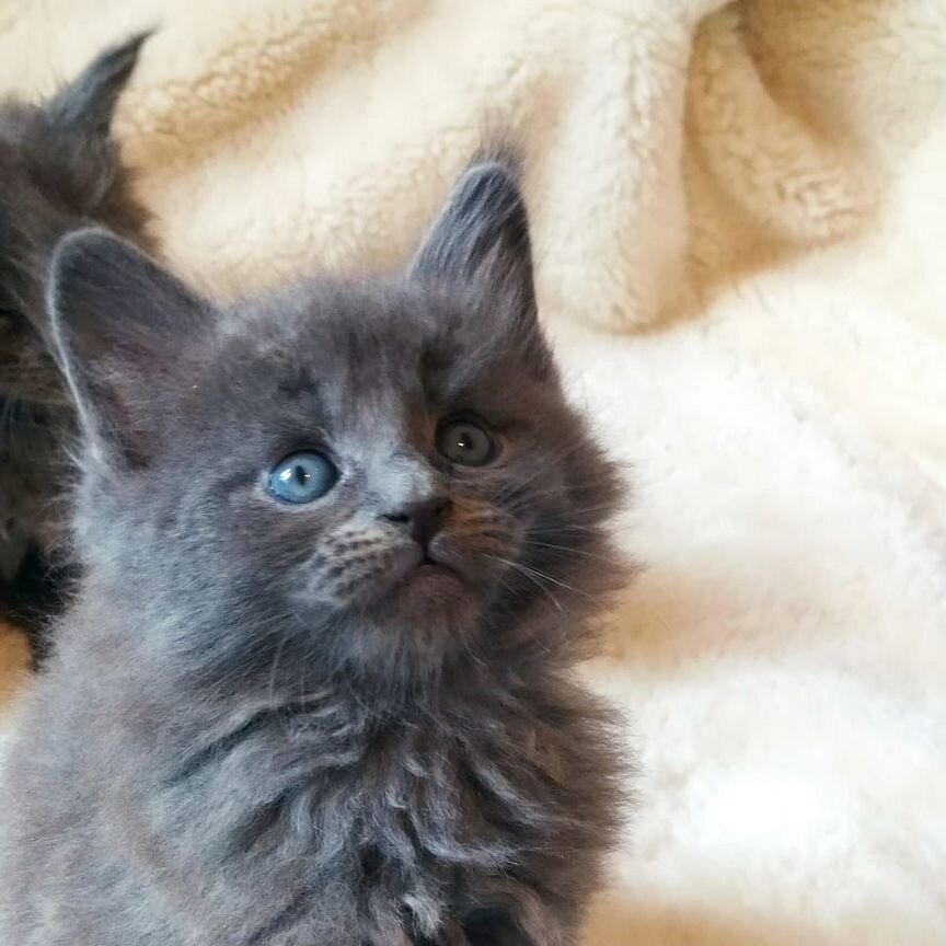 Мейнкун котята голубые и голубой биколор