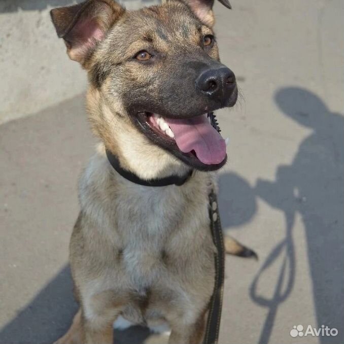 Отдам молодую собачку 11 мес. Стерилизована