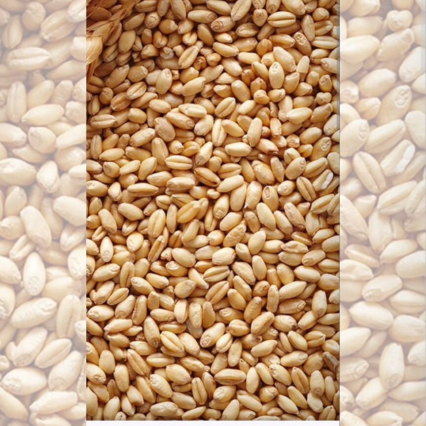 Пшеница чистая, пищевая
