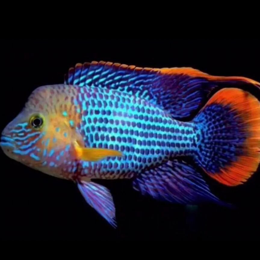 Акара бирюзовая