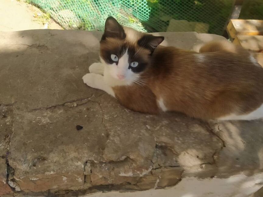 Породистая молодая кошка