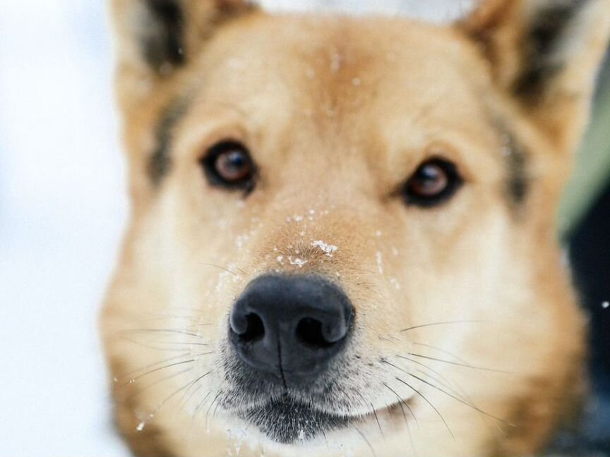 Феникс ещё помнит что такое дом