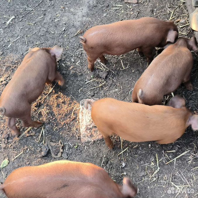 Поросята дюрки