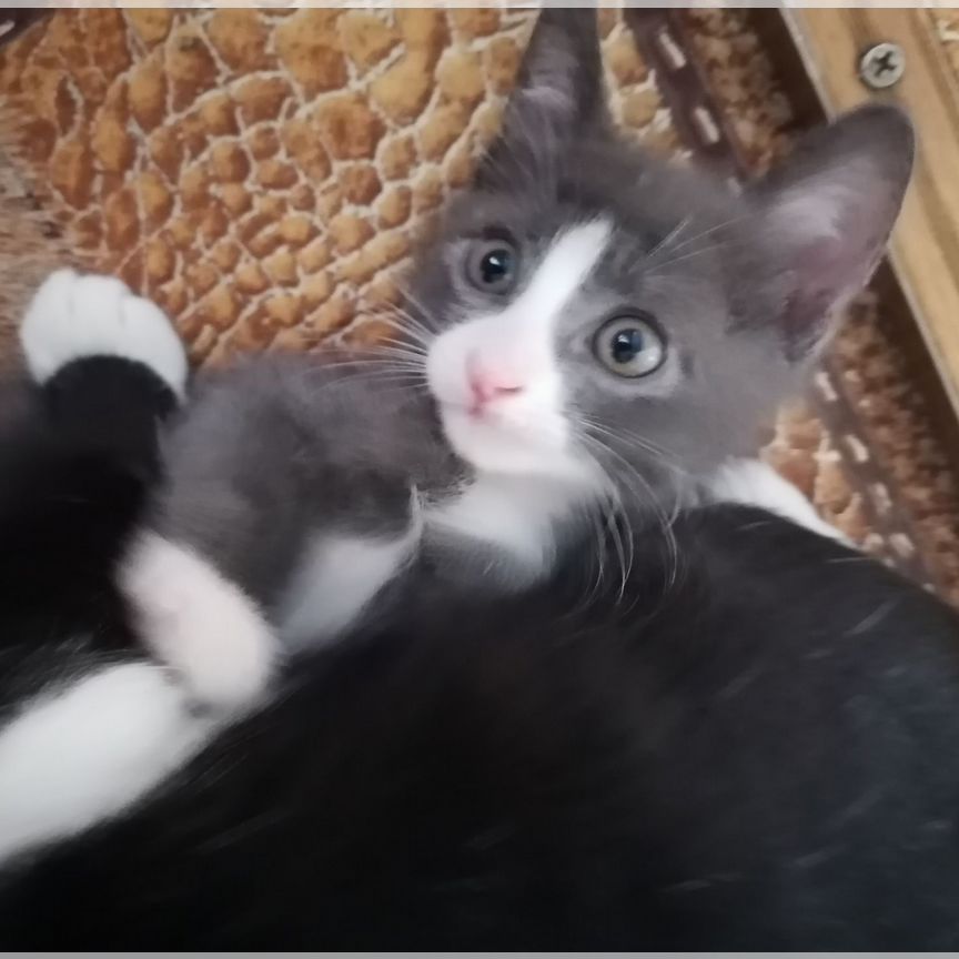 Домашние животные котята