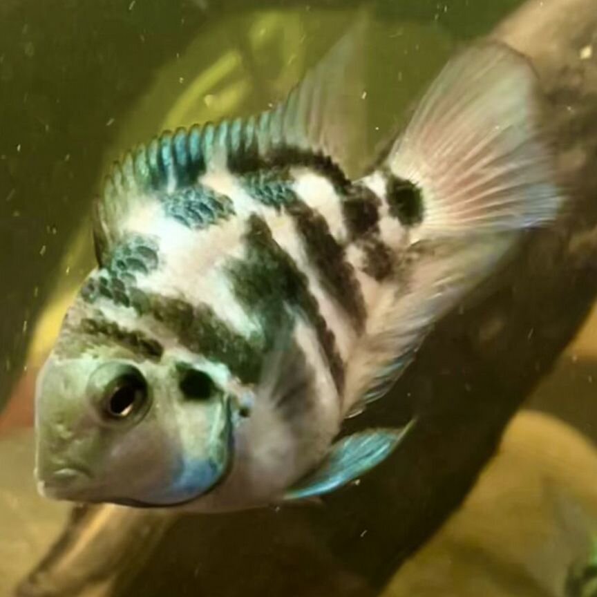 Рыба элиотта, сапфировый попугай