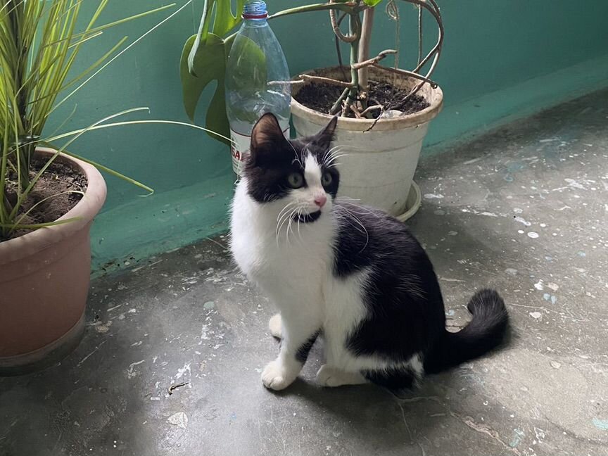 Котенок в добрые руки