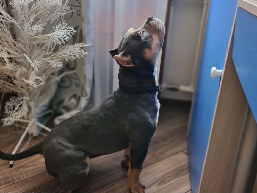 Американский булли щенок