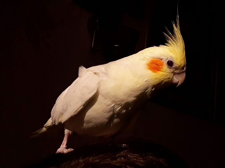 Попугай корелла ищет дом