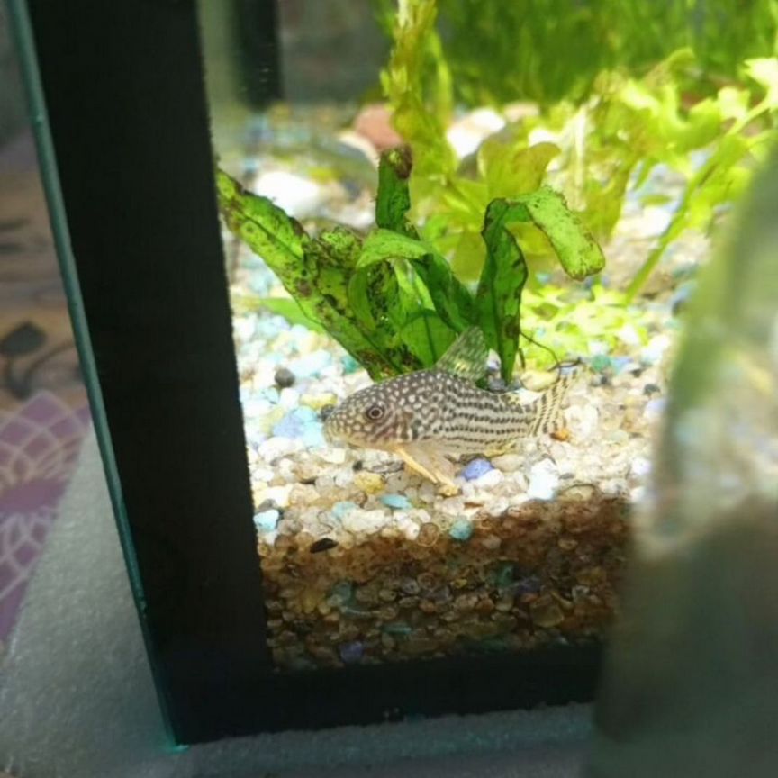 Сомики коридорасы