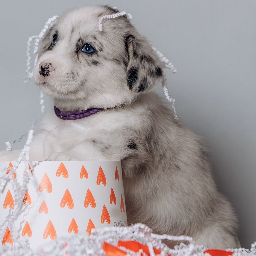 Вельш Корги Кардиган, щенок