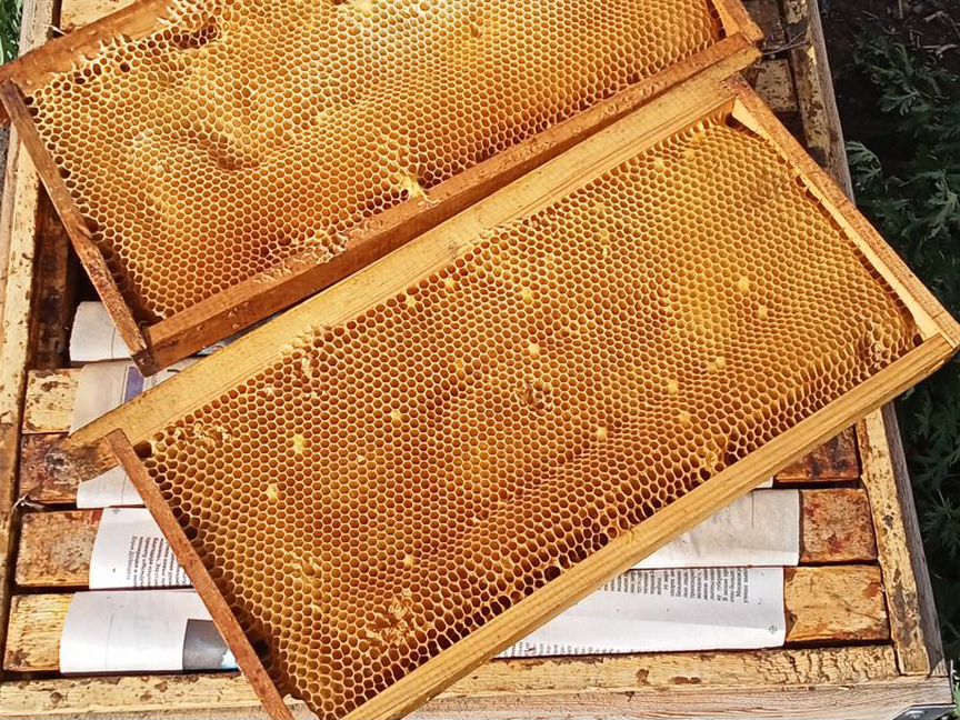 Продам сушь для пчел с магазином