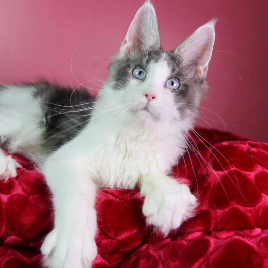 Мейн-кун котёнок