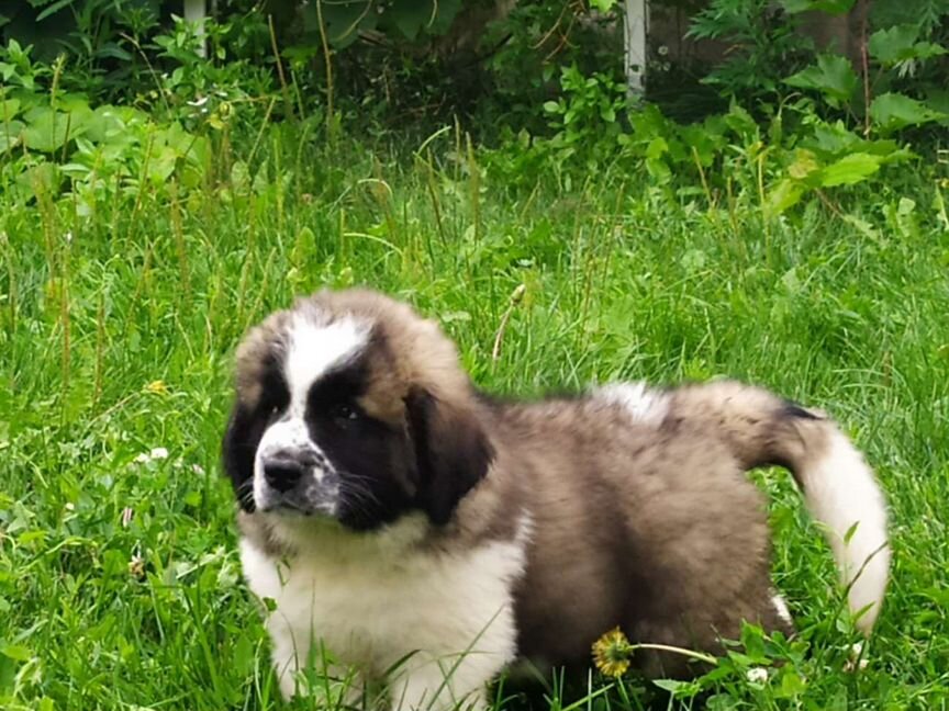 Московская сторожевая щенки