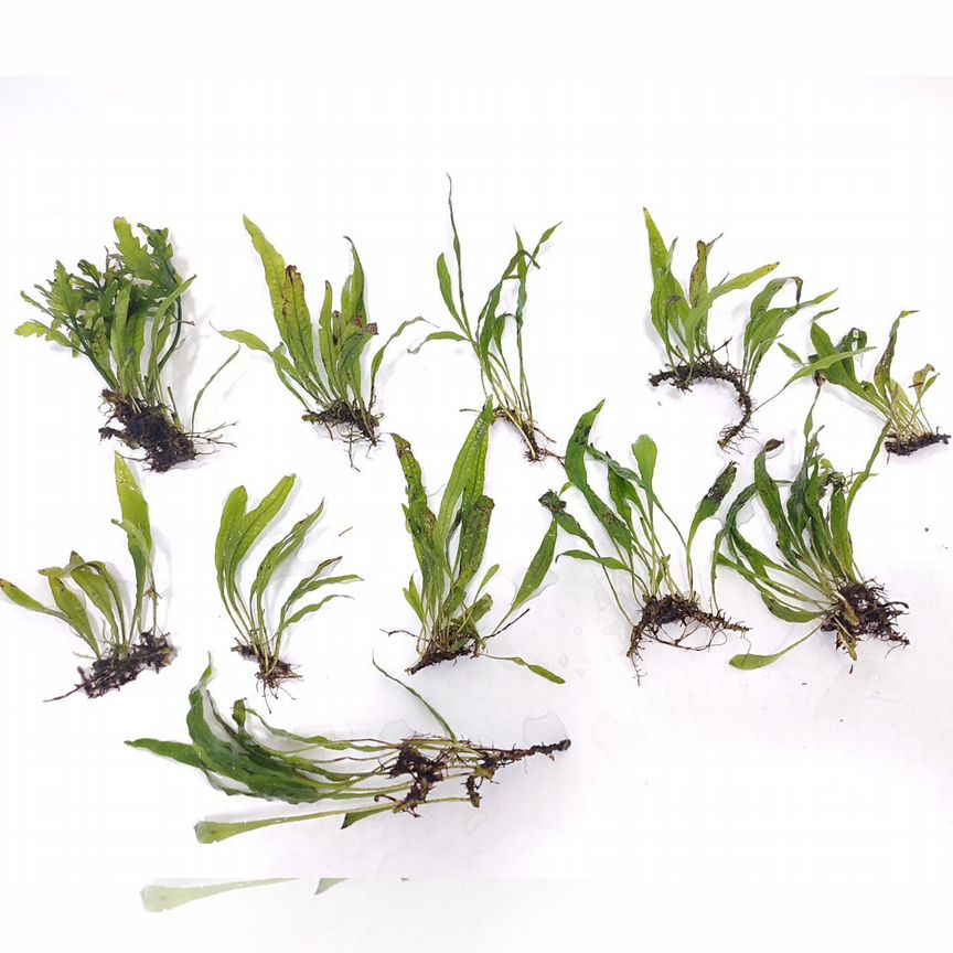 Аквариумное растение папоротник