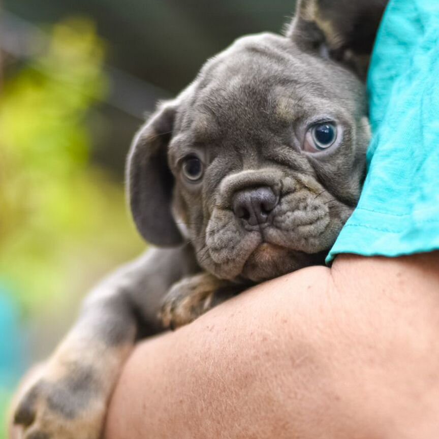 Девочка лилово подпалая роскошество нежность