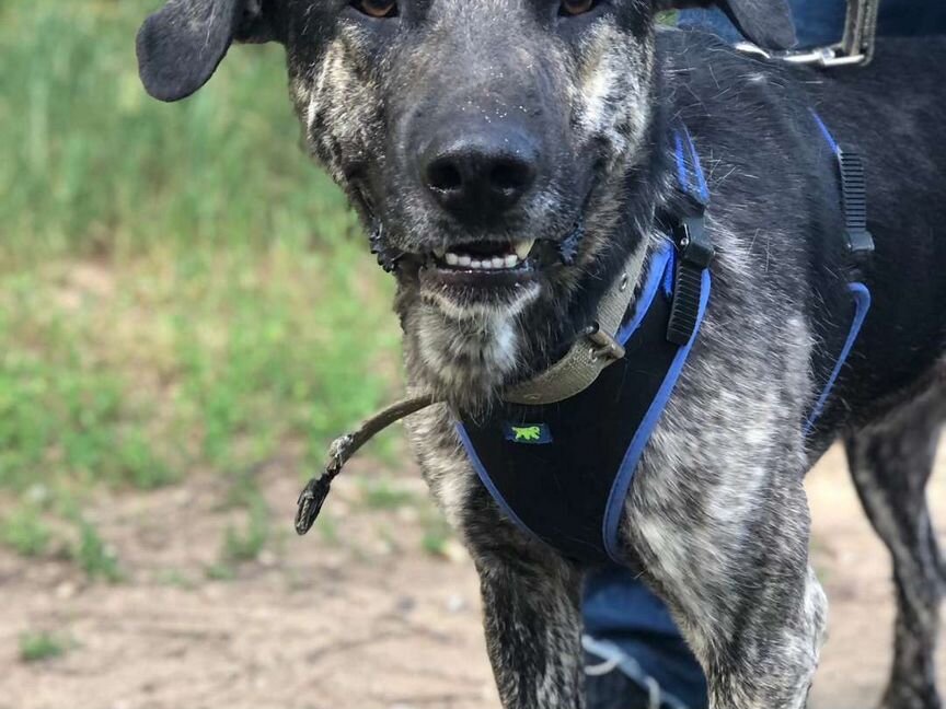 Добрый пёс Рик теряет надежду выбраться из приюта
