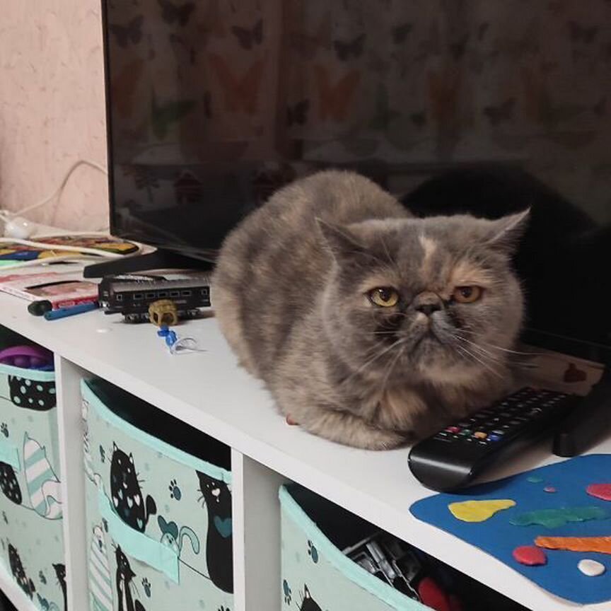 Красавица не для каждого