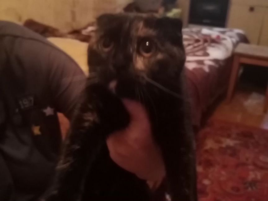 Шотландская вислоухая кошка черная